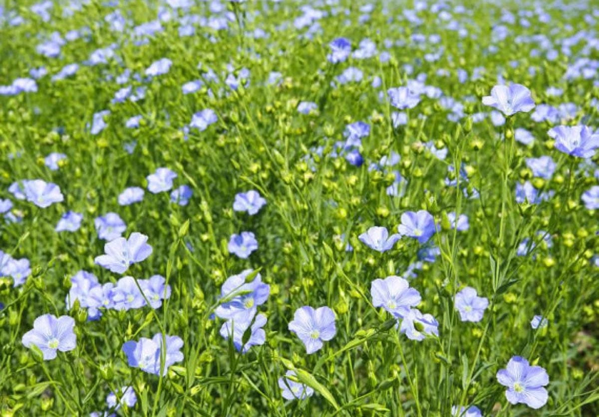 Rough Linen | Quality, 100% European Linen Bedding & Home Collection